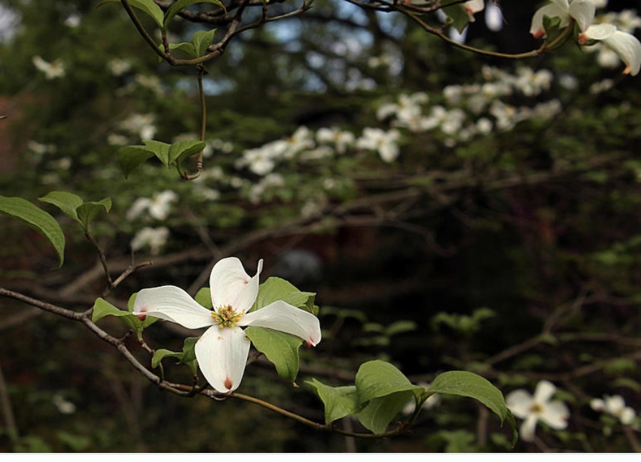 Choose Blessing – Sundaygratitude